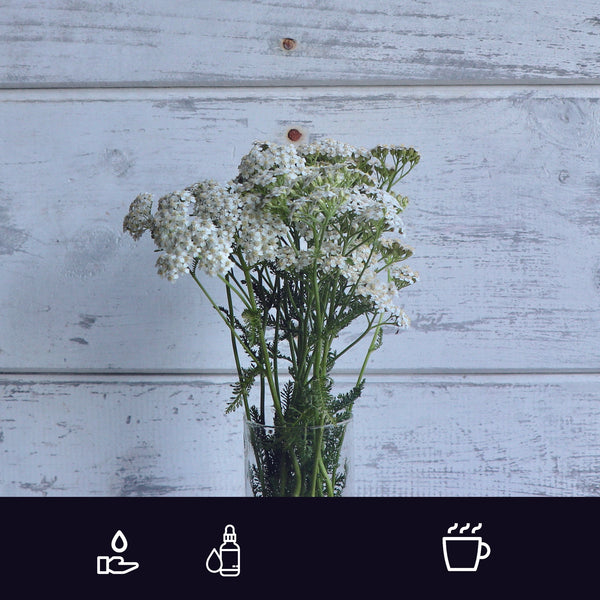 YARROW – FRESH PICKINS